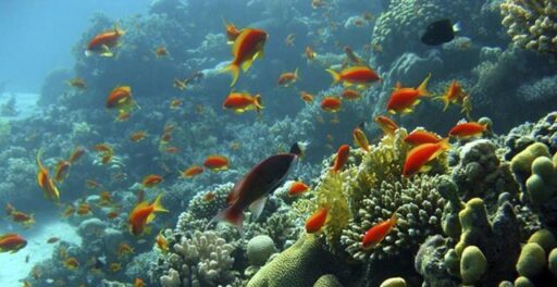 Conheça os tipos de ecossistemas aquáticos e sua importância para o ...